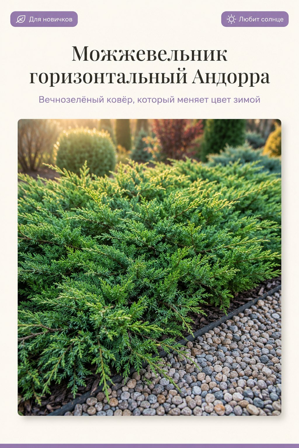 Можжевельник горизонтальный Андорра компакт диаметр горшка 9см