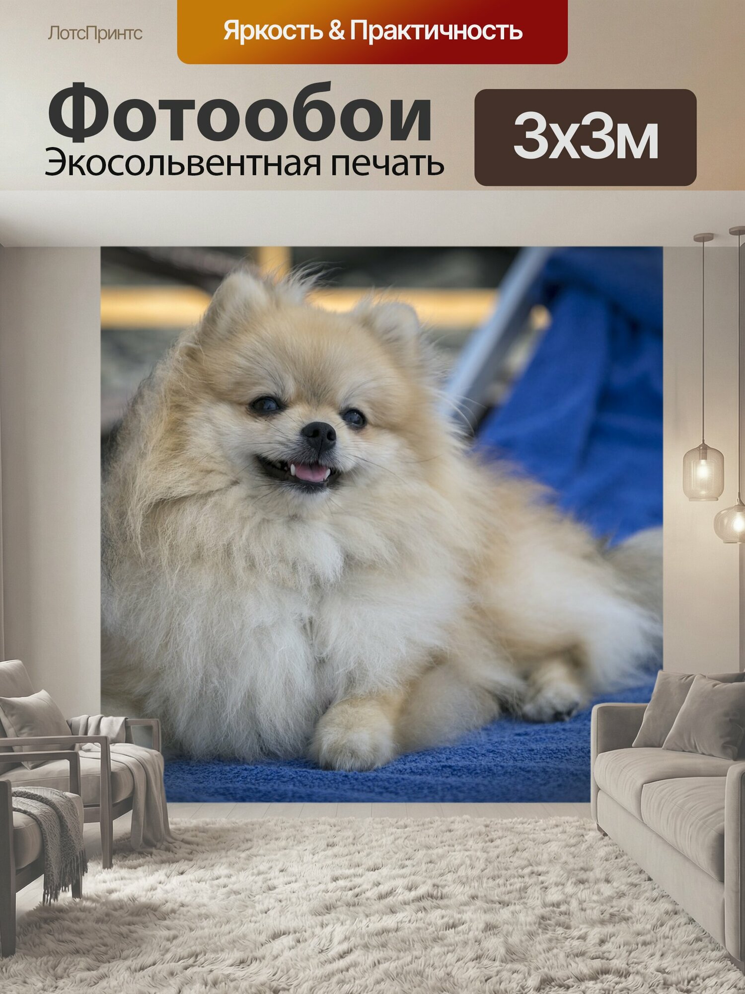 Фотообои "Собака, шпиц, милый" 300x300 см. экосольвентная печать