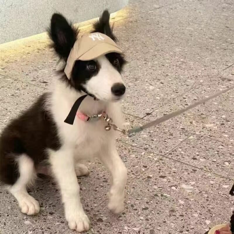 Бейсбольная кепка для собак, шляпа от солнца для домашних животных, шлем для маленьких собак