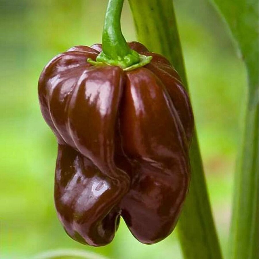 Семена Deodar SEEDS COMPANY Перец острый Habanero Chocolate 5 шт.