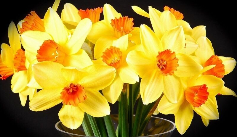 Нарцисс Hillstar 5 шт