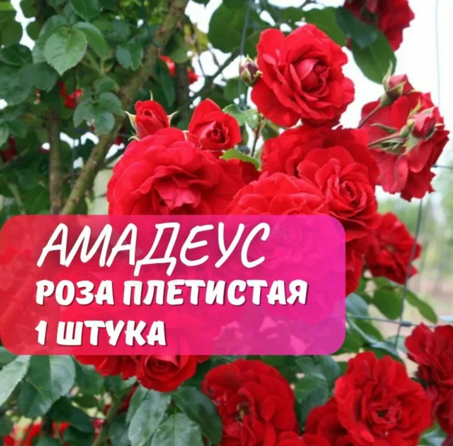 Роза плетистая "Амадеус", многолетняя, высота 300 см, красная, 2