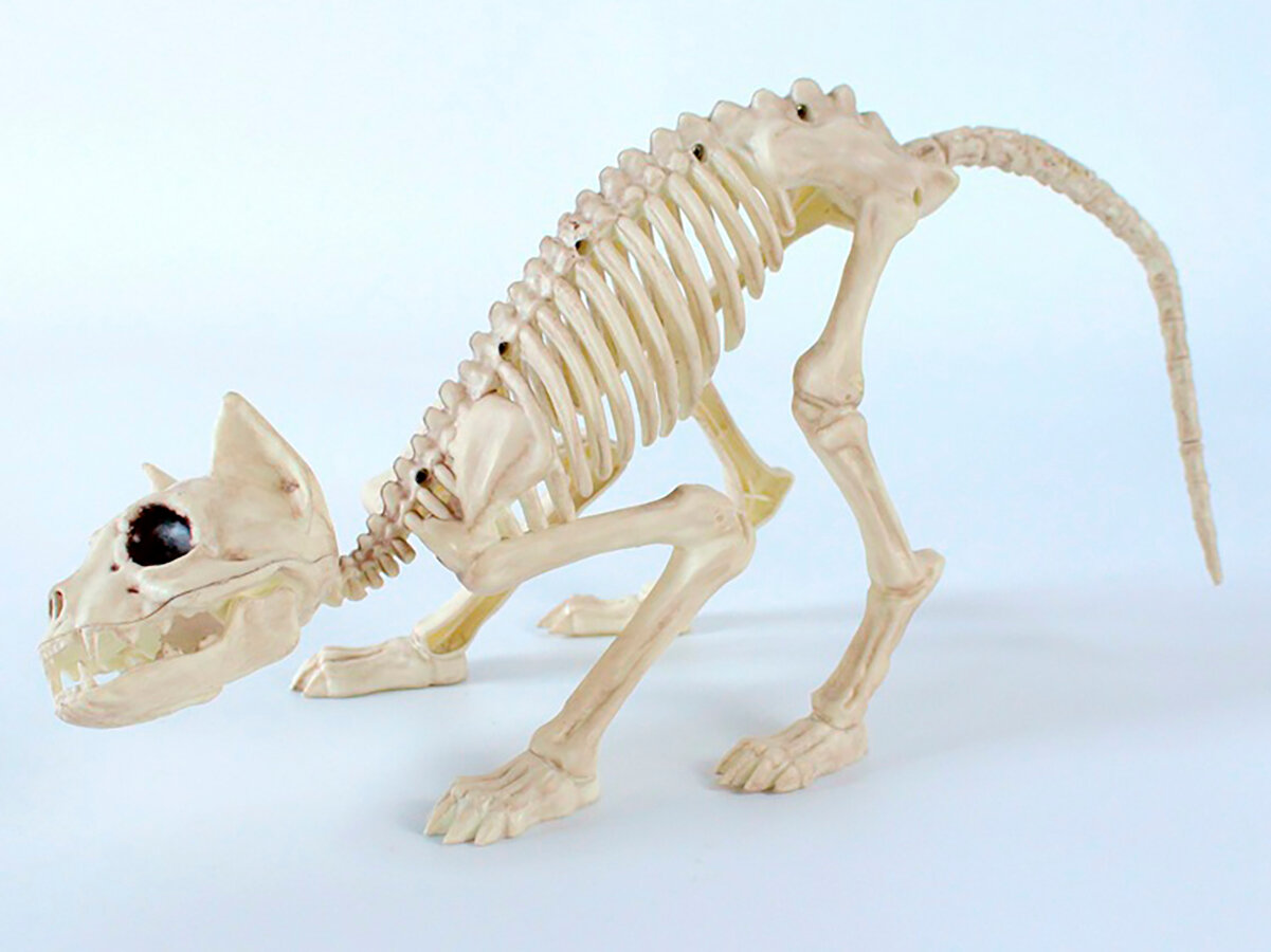 Скелет кошки "Сфера", реалистичный, пластик, белый, 30 см x 17 см x 5 см