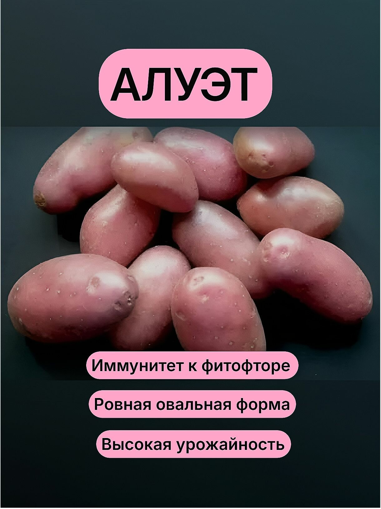 Картофель семенной клубни на посадку сорт Алуэт среднеранний 1 кг