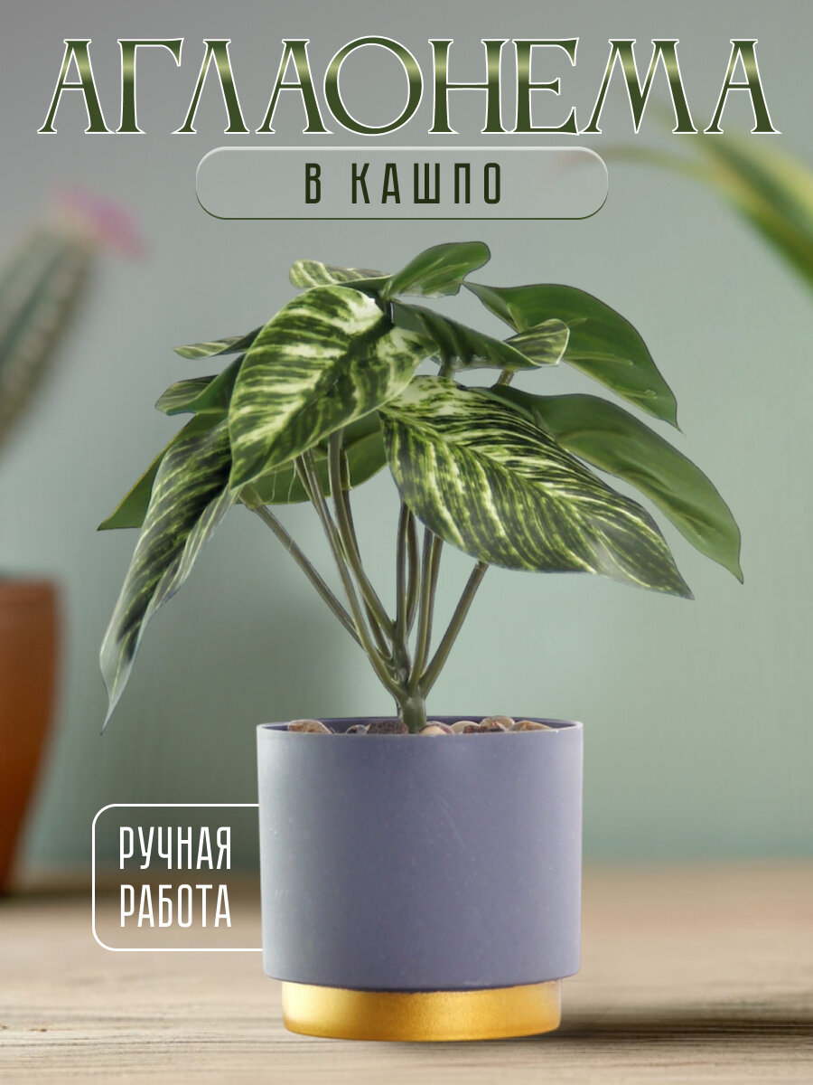 Растение декоративное в кашпо Аглаонема 19 см