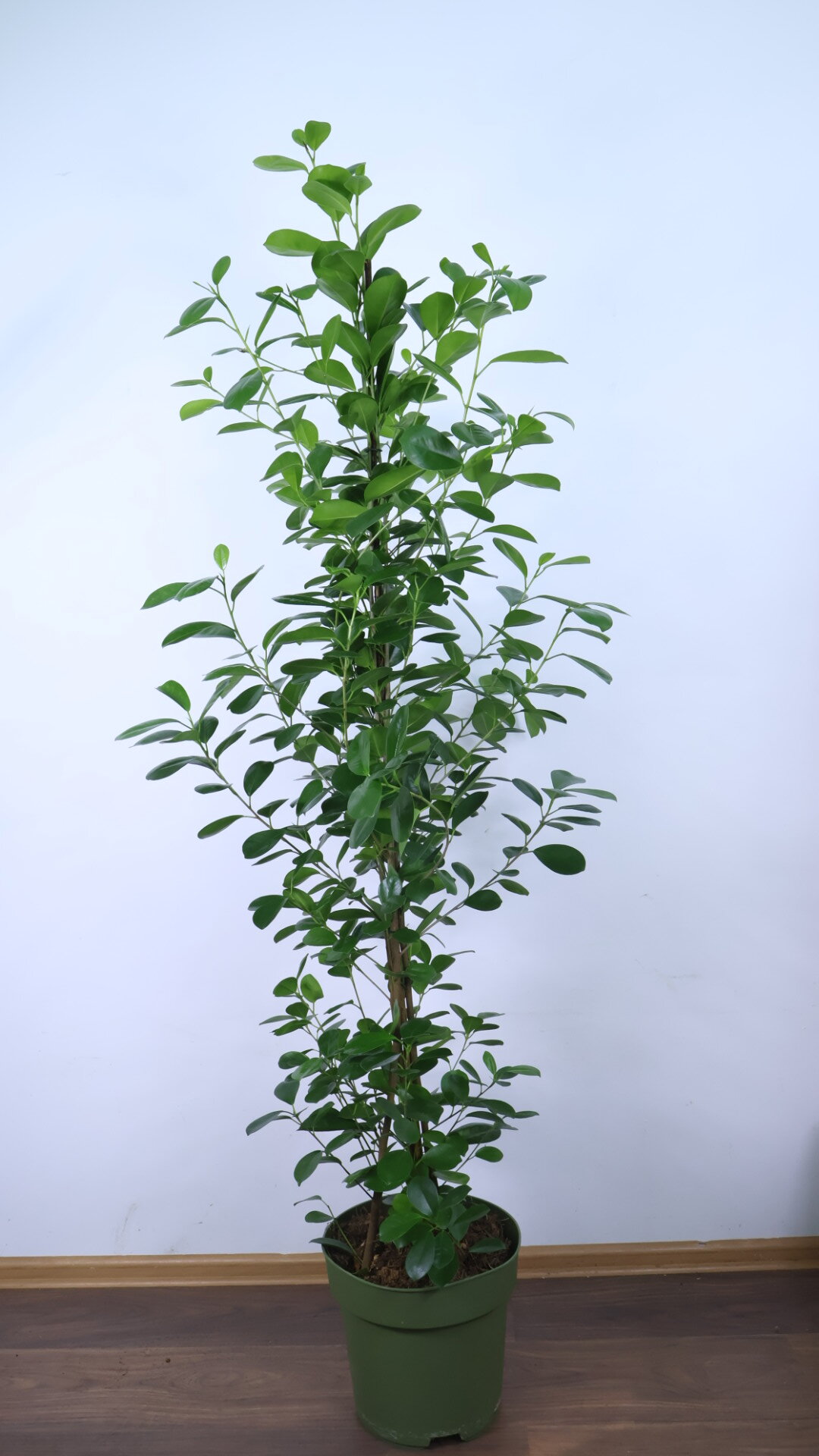 Фикус Маклайн 27/150