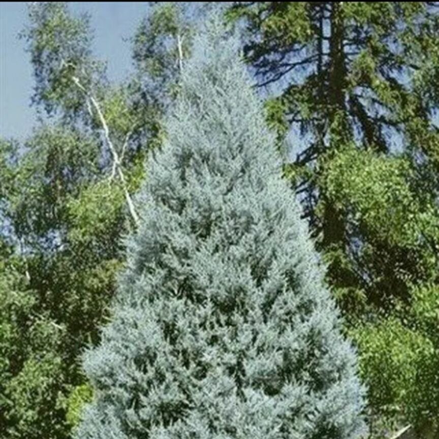 Семена Кипарисовика Аризонского, 30 штук