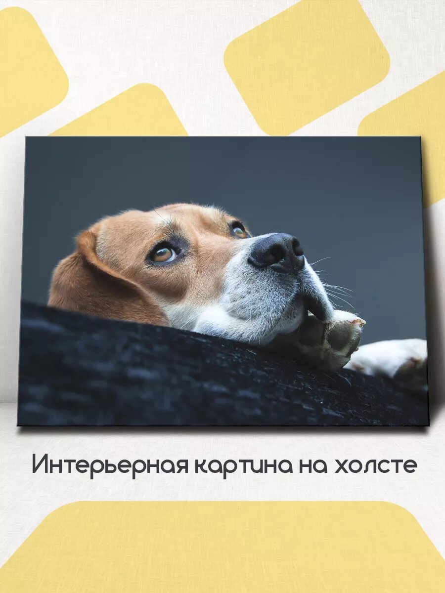 Картина на стену интерьерная Животные, собака бигль 60x45 см
