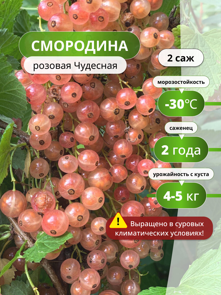 Смородина розовая Чудесная / 2 шт, смородины, морозостойкий, высокоурожайный