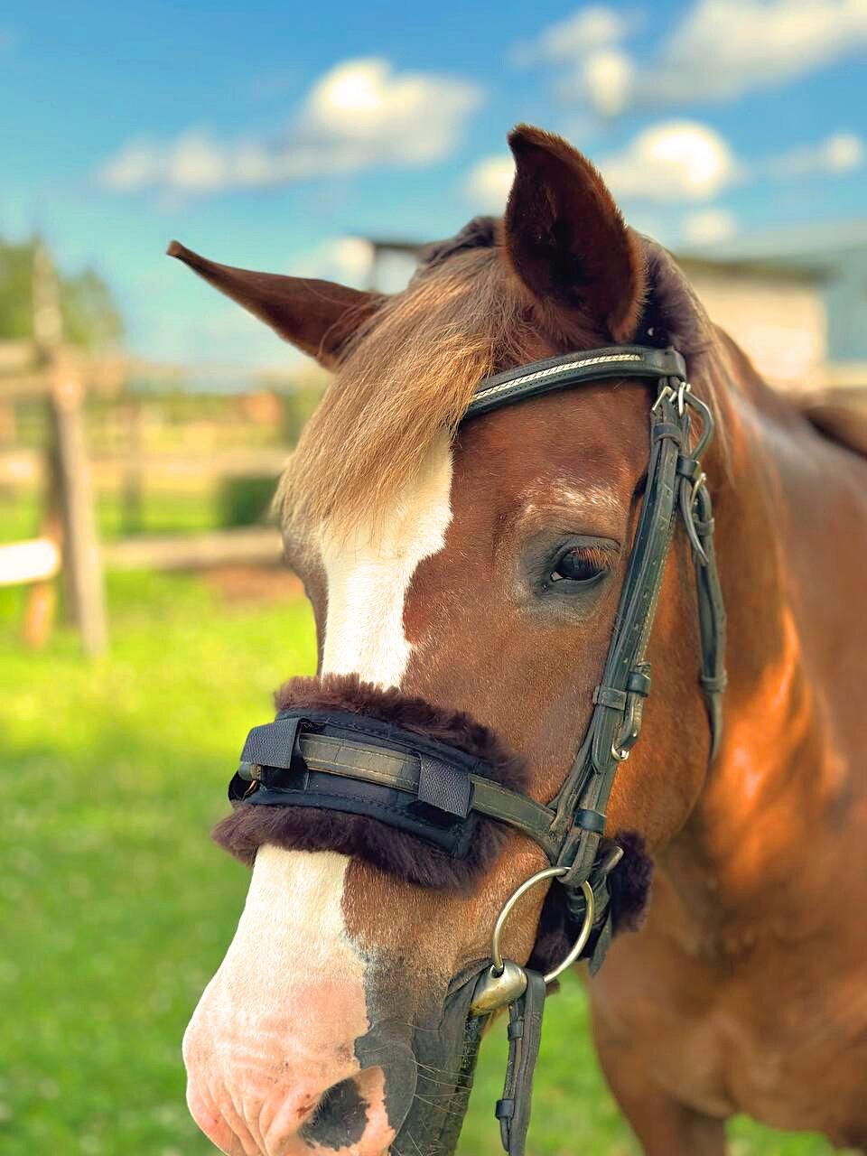 Меховушки на недоуздок Shkura-Dekor набор 2 шт (28 и 32 см) с кантом коричневый