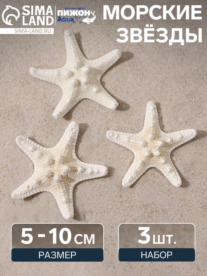 Набор из 3 морских звезд, размер каждой 5-10 см, белые