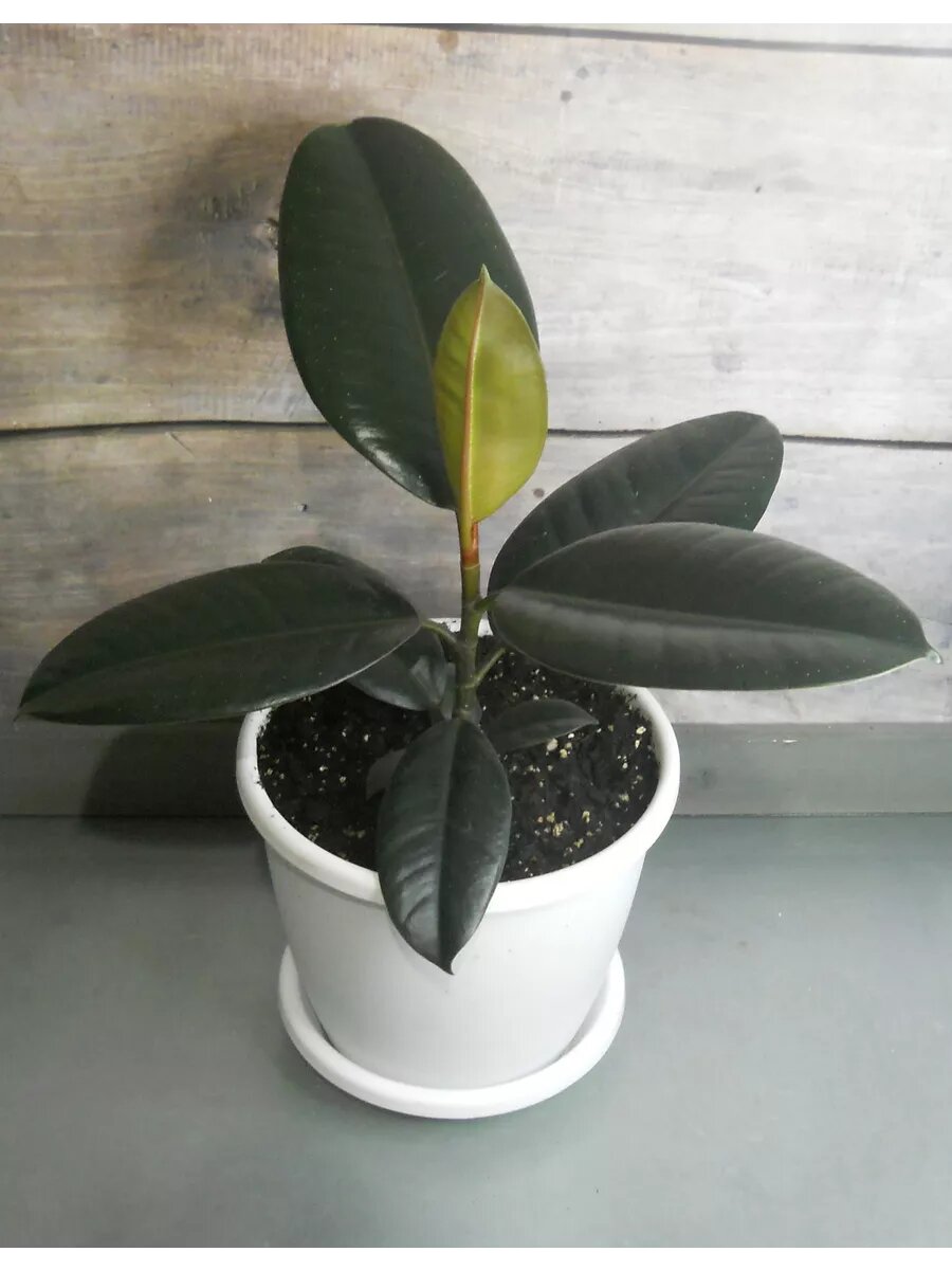 Фикус Абиджан в кашпо 2,2л - 17/30