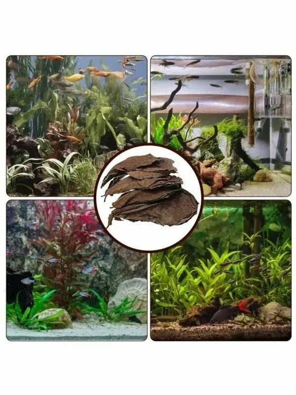 Листья индийского миндаля (Terminalia catappa, терминалия катаппа) для аквариума 10 шт. 18 см.