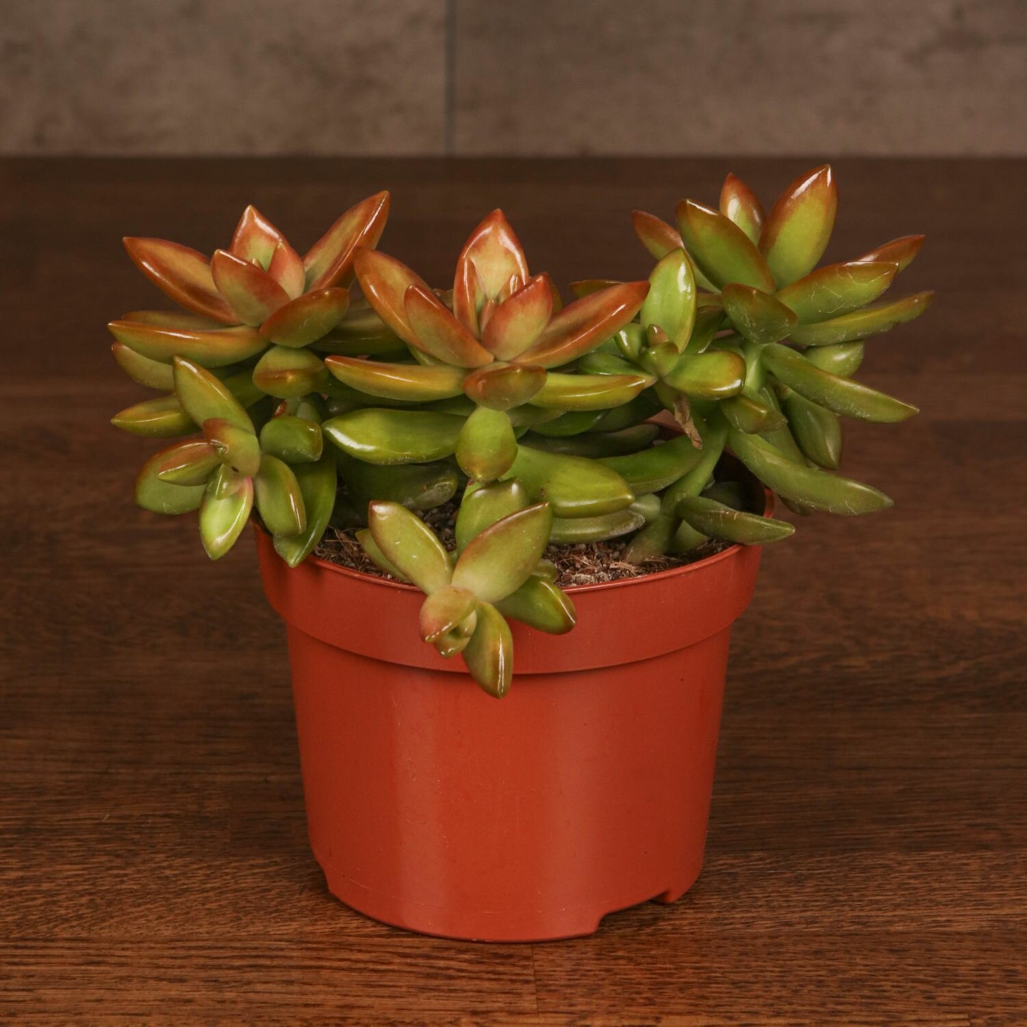 Седум Адольфи 15/12