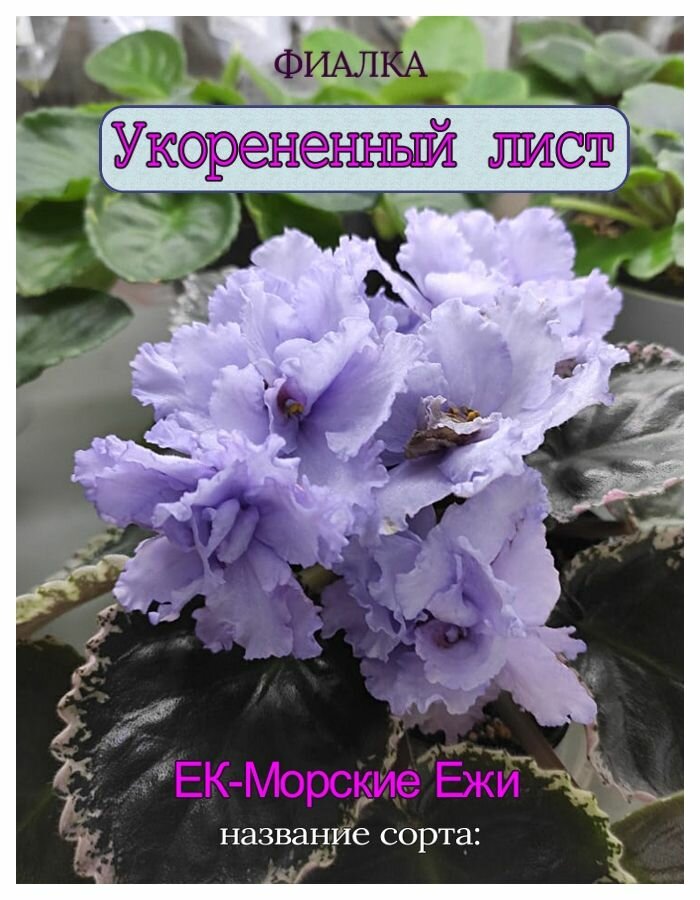 Фиалка комнатная сорт ЕК-Морские Ежи (укорененный лист)