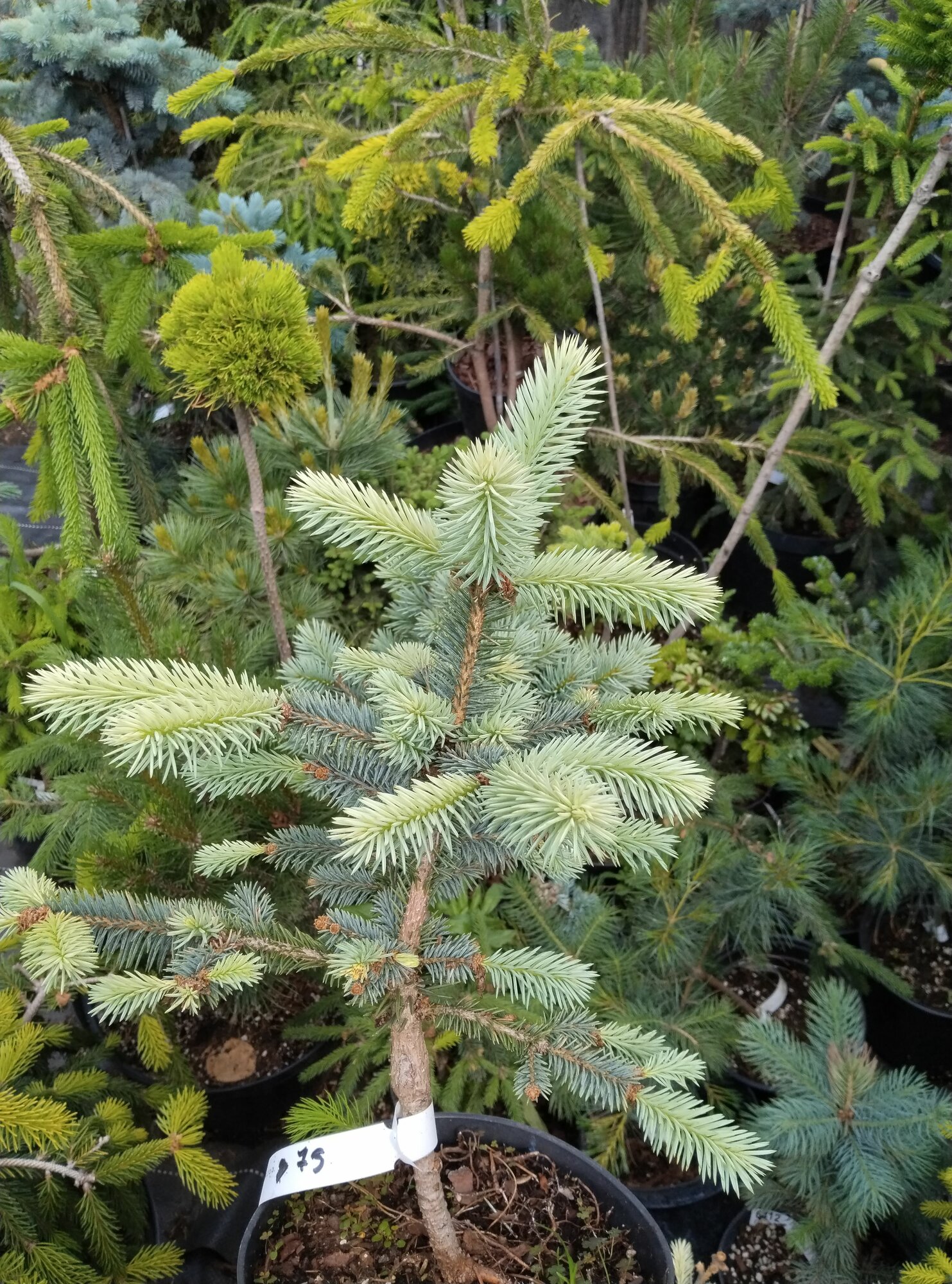 Ель колючая Неон, с3, коллекция