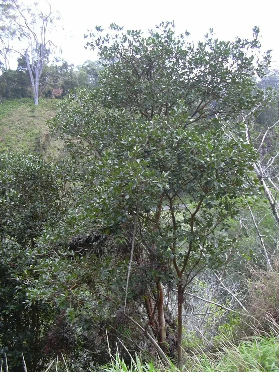 Гуава земляничная семена 5 штук