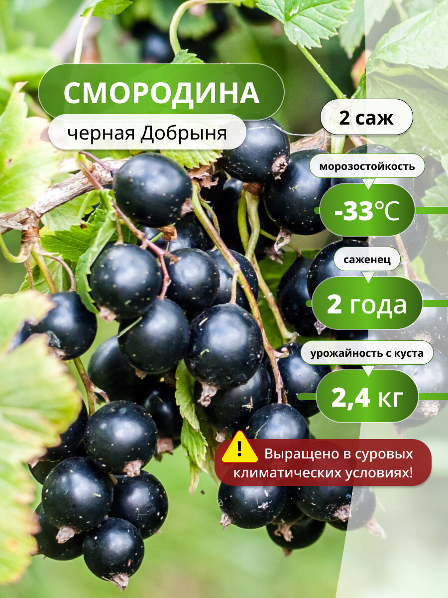 Смородины "Добрыня", компактный куст, черные крупные ягоды, 2 шт