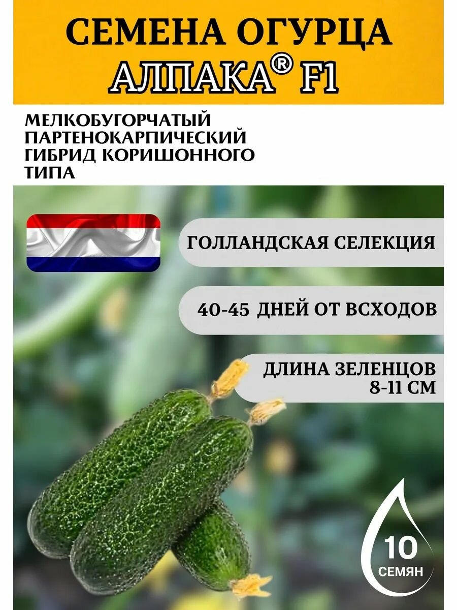 Семена огурца Bejo Алпака F1, среднеранние мелкобугорчатые, 10 семян