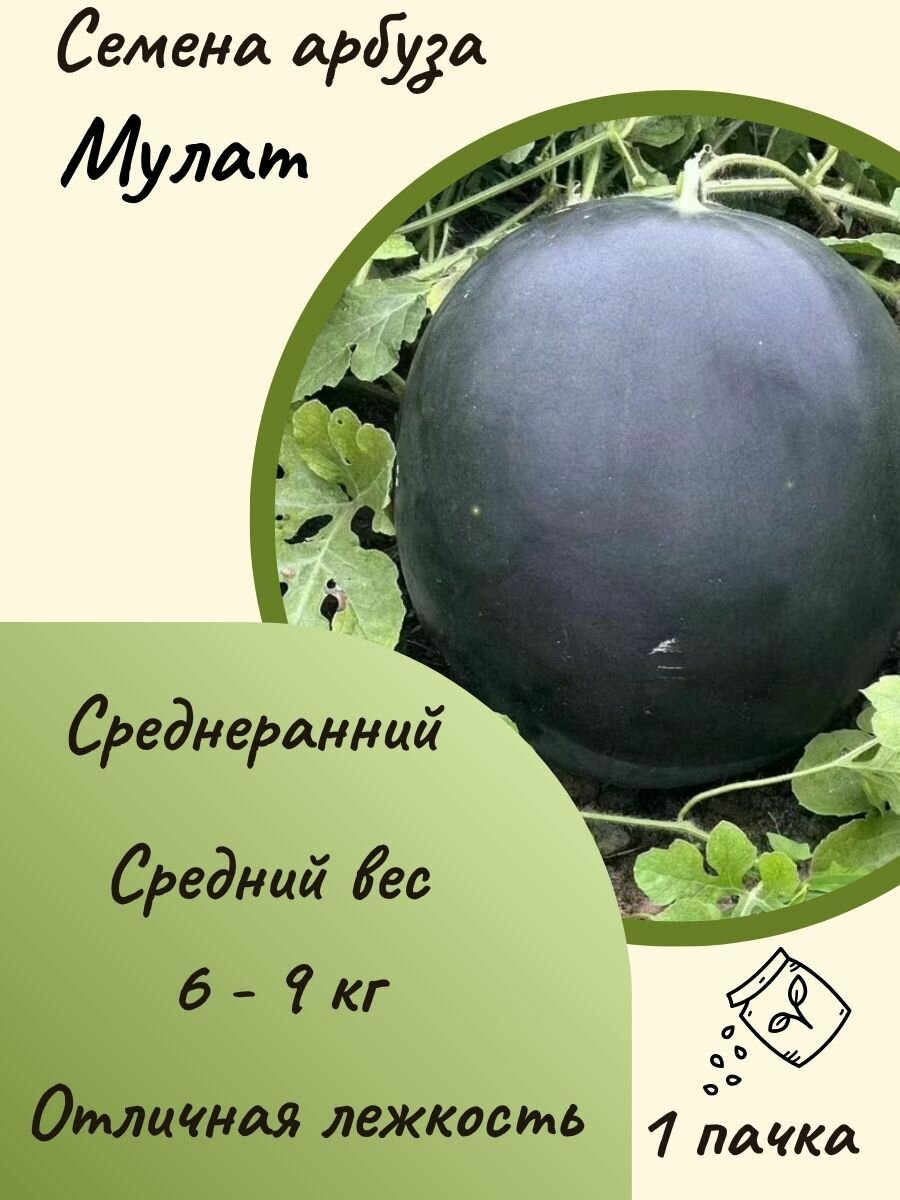 Семена арбуза Мулат, 10 шт. семян