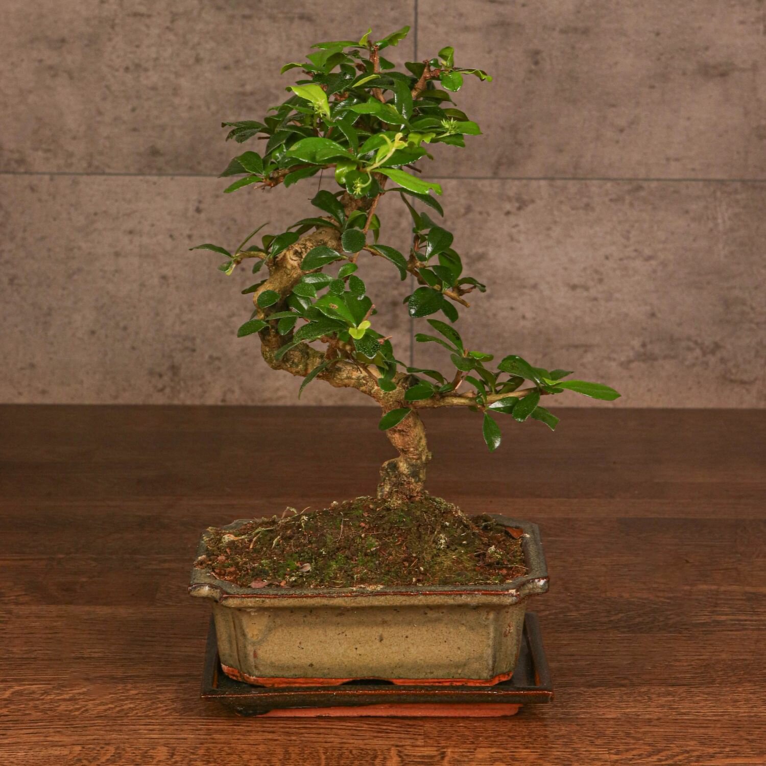 Бонсай Кармона Наоми 35 см