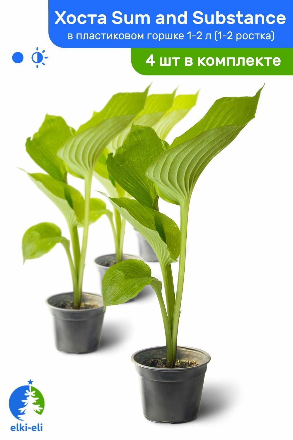 Хоста Sum and Substance (Сам энд Сабстенс) в пластиковом горшке 1-2 л, травянистый многолетник, саженец, комплект из 4 шт