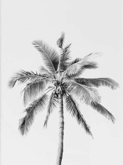 Картина из алмазной мозаики на подрамнике Круглые бриллианты 40х50см "Кокосовая пальма"