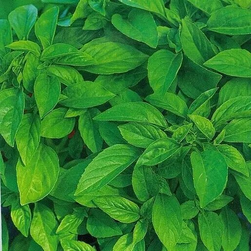 Семена Базилик овощной Лимончик