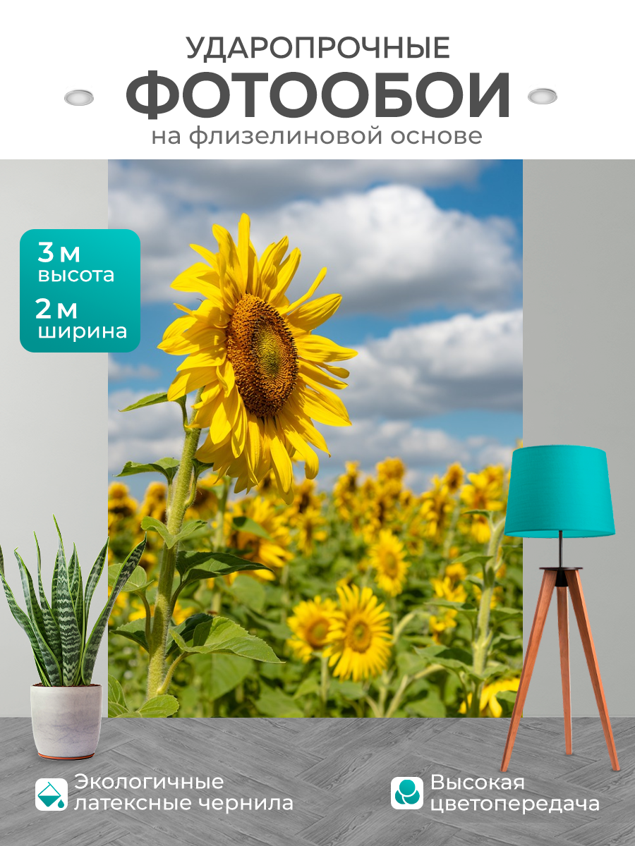 Фотообои моющиеся ударопрочные "Подсолнухи, поле подсолнечника, подсолнечная ферма" 200x300 см. флизелиновые на стену