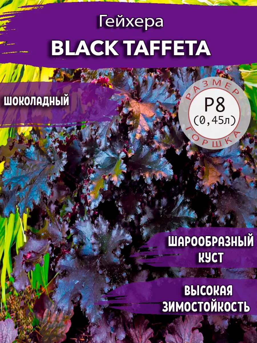 Гейхера Black Taffeta