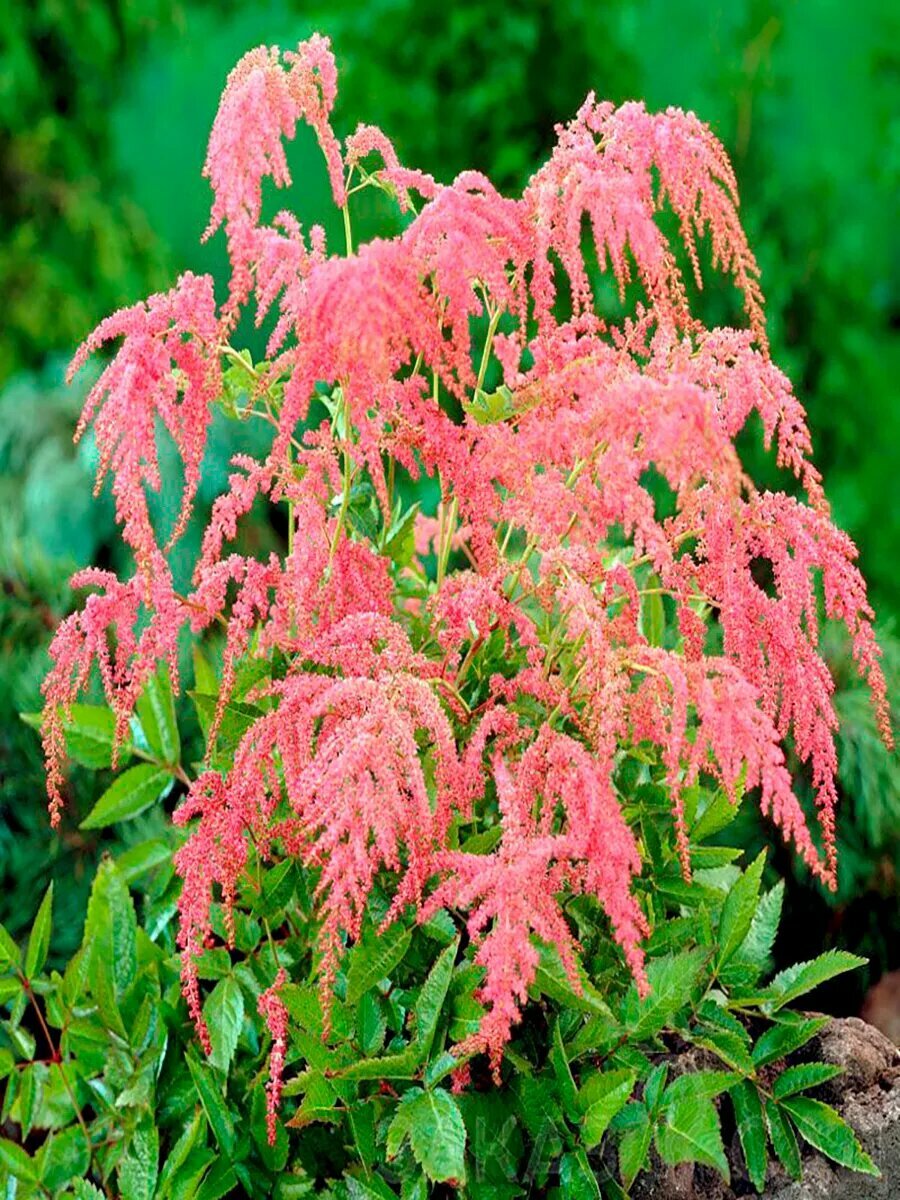 Астильба Тунберга Straussenfeder