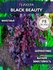 Гейхера гибридная Black Beauty, фиолетовая, многолетняя, высота 30см