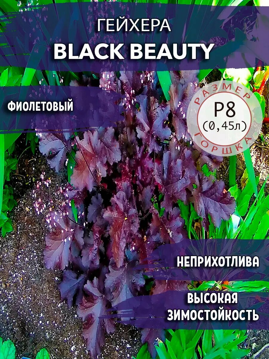Гейхера гибридная Black Beauty, фиолетовая, многолетняя, высота 30см
