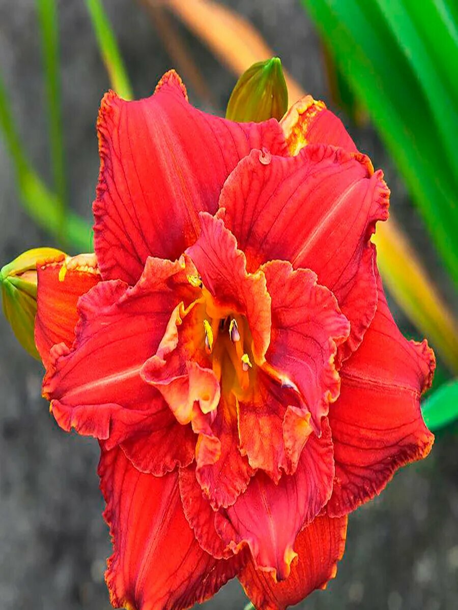 Лилейник Paprica Flame C1