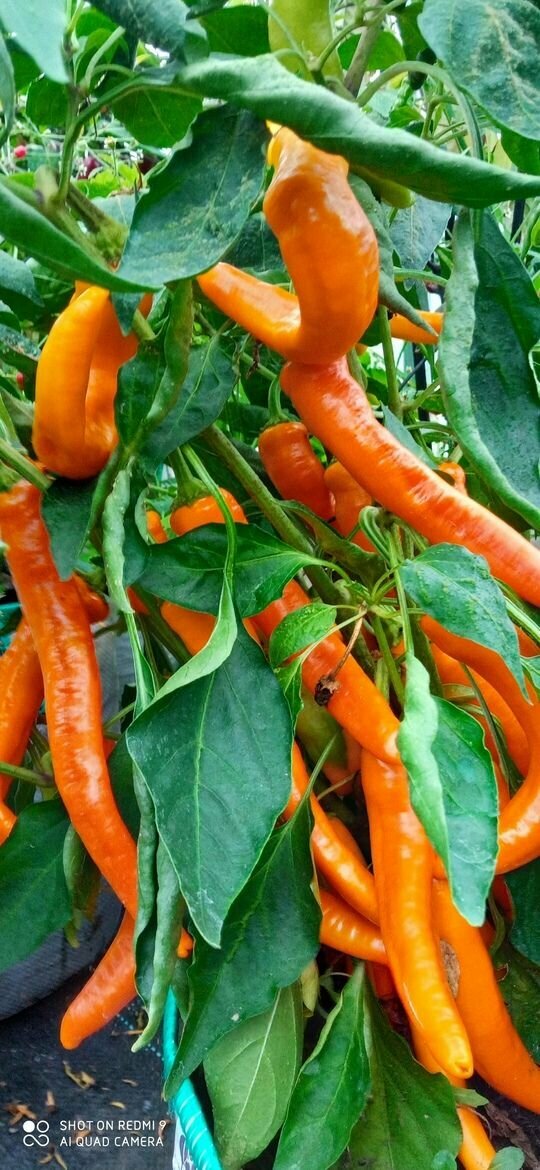 Семена Острого перца Цицак жёлтый 7шт+ бонус