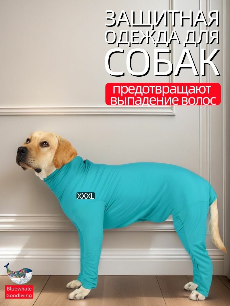 Послеоперационная одежда для собак. Защищает раны и уменьшает проблемы с удалением волос. Голубое озеро/размер XXXL.