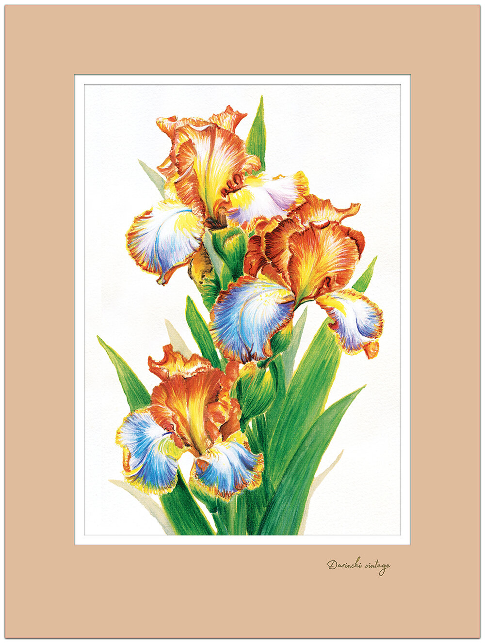 Постер ирисы с двойным паспарту 300*400 mm