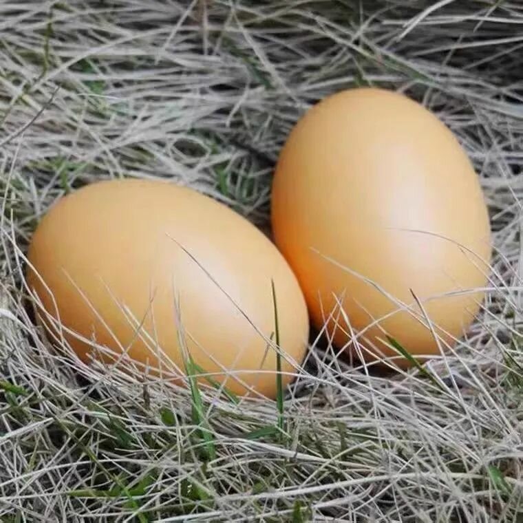 Муляж куриного яйца, Пластиковое куриное яйцо для кур-несушек, искусственное подкладное яйцо 3шт пр-во Турция