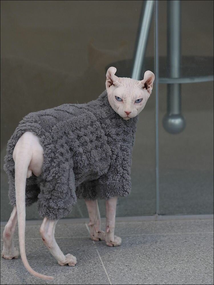 Одежда для кошек сфинксов, хлопок, нижняя рубашка