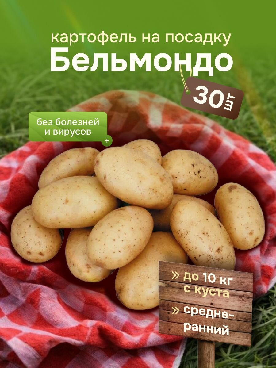Семенной картофель на посадку Бельмондо 30 шт (среднеранний)