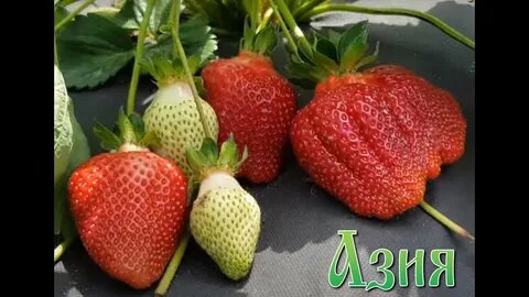 Клубника сорта: "Азия", крупная, ранняя, морозостойкая, подходит к любым почвам, неприхотлив фриго 5 штук.