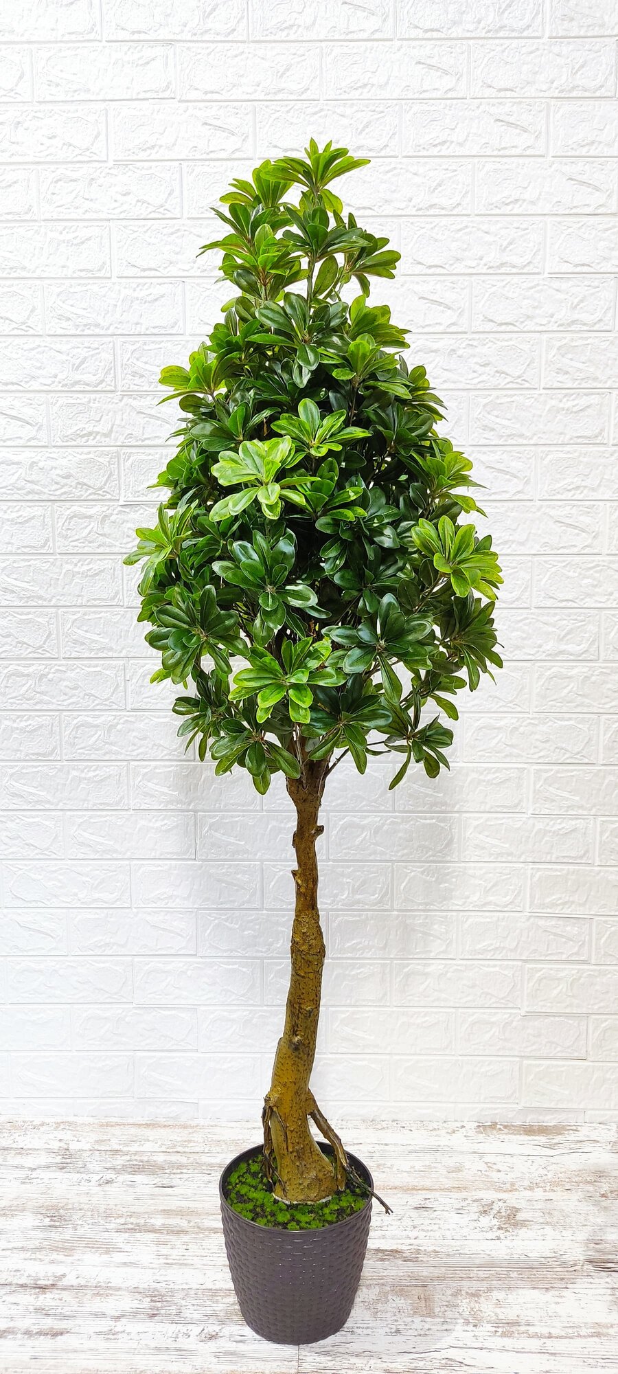 Шеффлера спиральная 130 см, бренд CONEKO - декор для дома и офиса