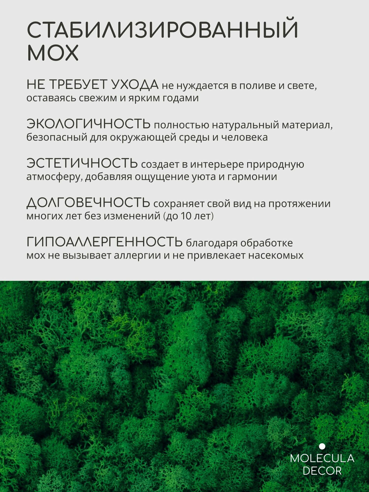 Набор настенных декоративных кашпо 10 см 5 шт черного цвета со стабилизированным мхом на стену для дома интерьерное сухоцветы, Molecula Decor