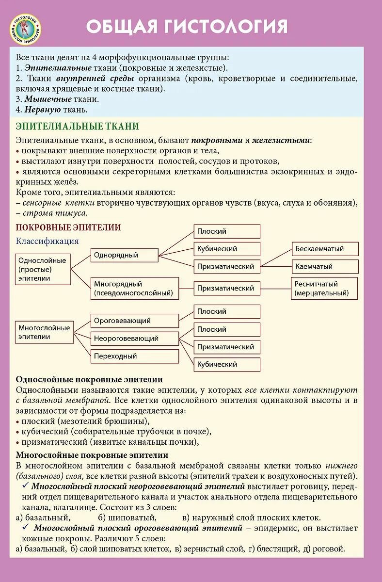 Наглядное пособие ЭКСМО Общая гистология, 225х135 мм, 4 страницы, 2017 год
