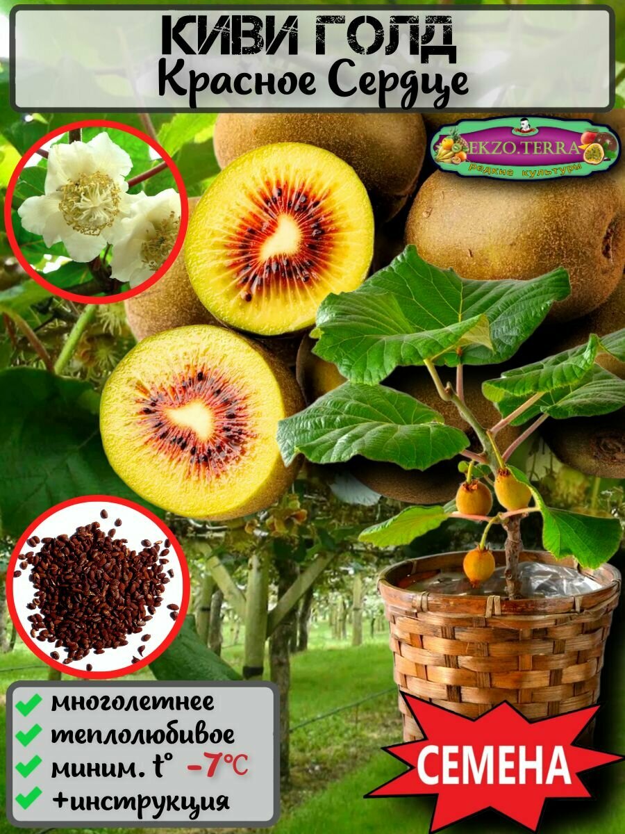 Семена Киви Голд "Красное Сердце" 10 шт.