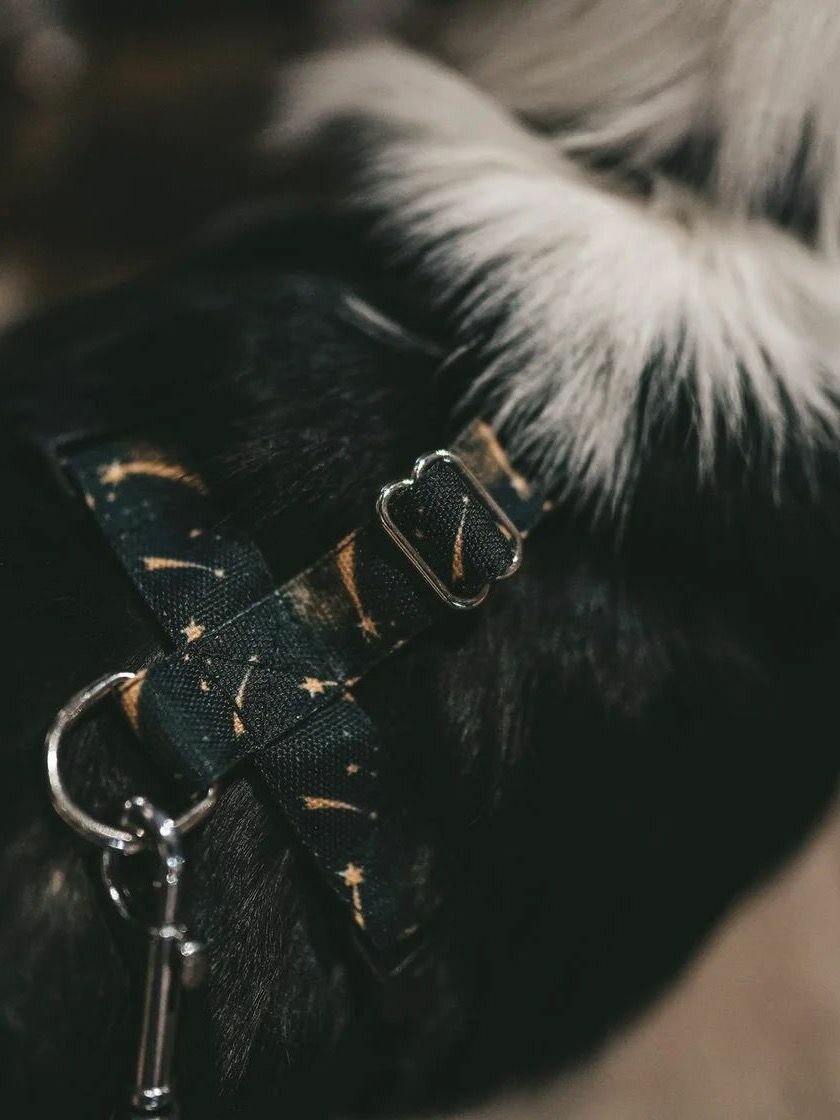 Анатомическая шлейка BIGLINI размер S для собаки любой породы Y-образной формы идеальный подарок рекомендованный кинологами и ветеринарами