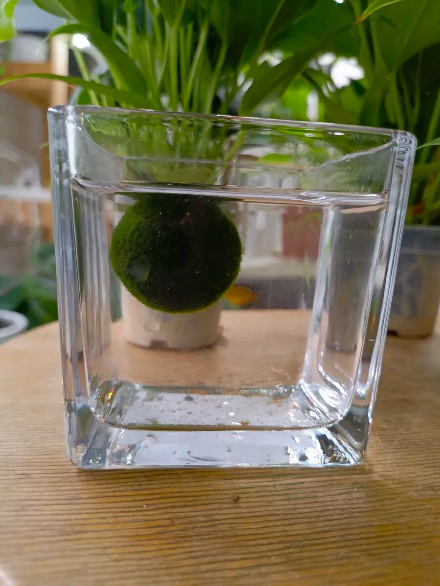 Кладофора - маримо живой для аквариума 1 шт диаметр 3-4 см