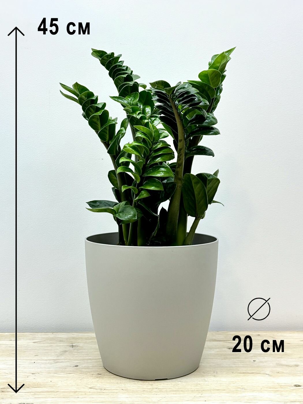 Замиокулькас Зензи в пластиковом сером кашпо, высота 45-50см