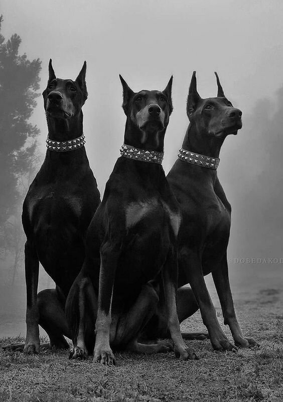 Алмазная живопись 'Животное черная собака доберман' 5D DIY круглый алмаз 40x50 см