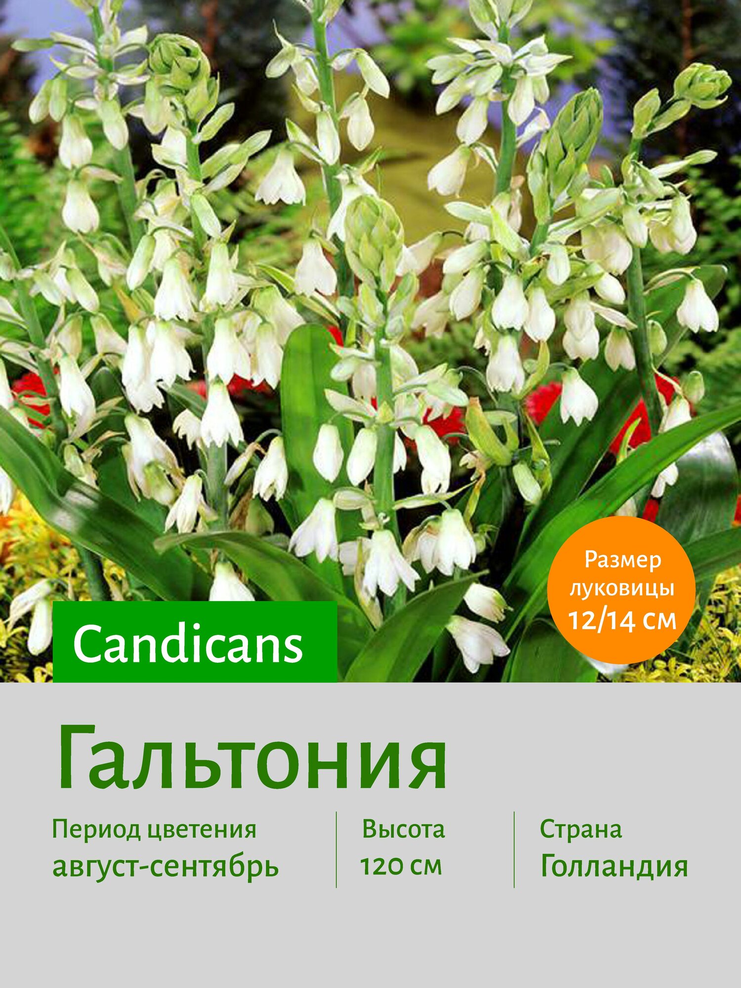 Галтония беловатая (candicans) луковицы 5 шт сотка